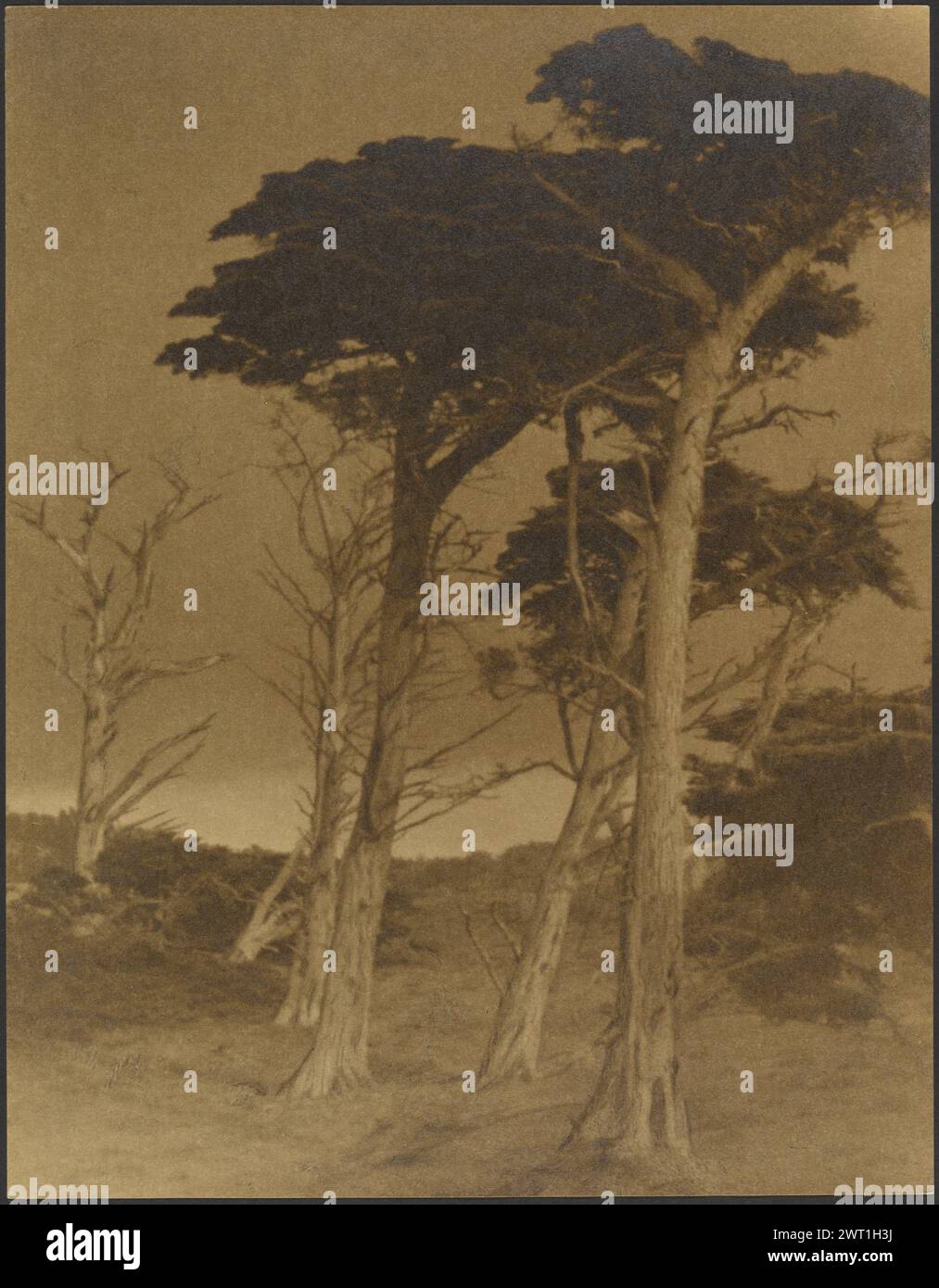 Landscape with Trees. Louis Fleckenstein, photographer (American, 1866 ...