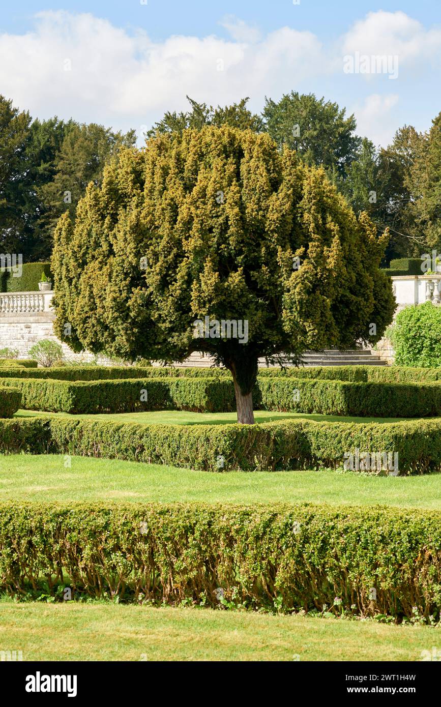 View of a clipped Yew tree in the listed Grade II terraced gardens at ...