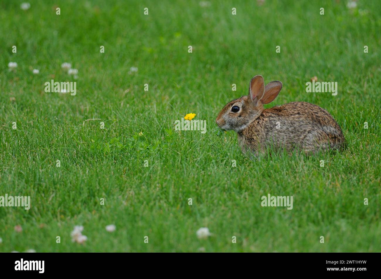 Eastern Cottontail Rabbit crouched down in the grass during summer in ...
