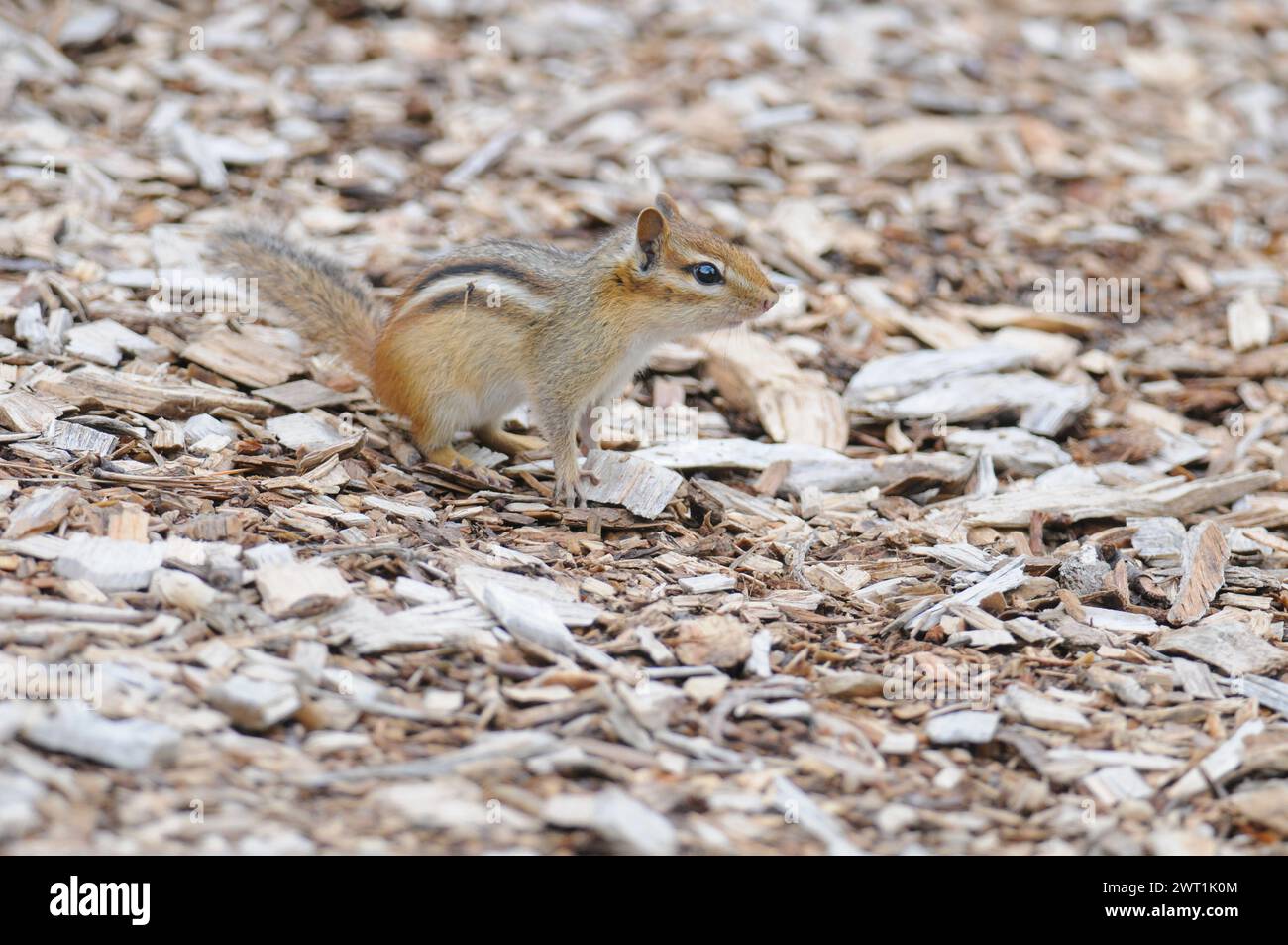 Eastern Chipmunk standing alert on the ground covered with woodchips ...