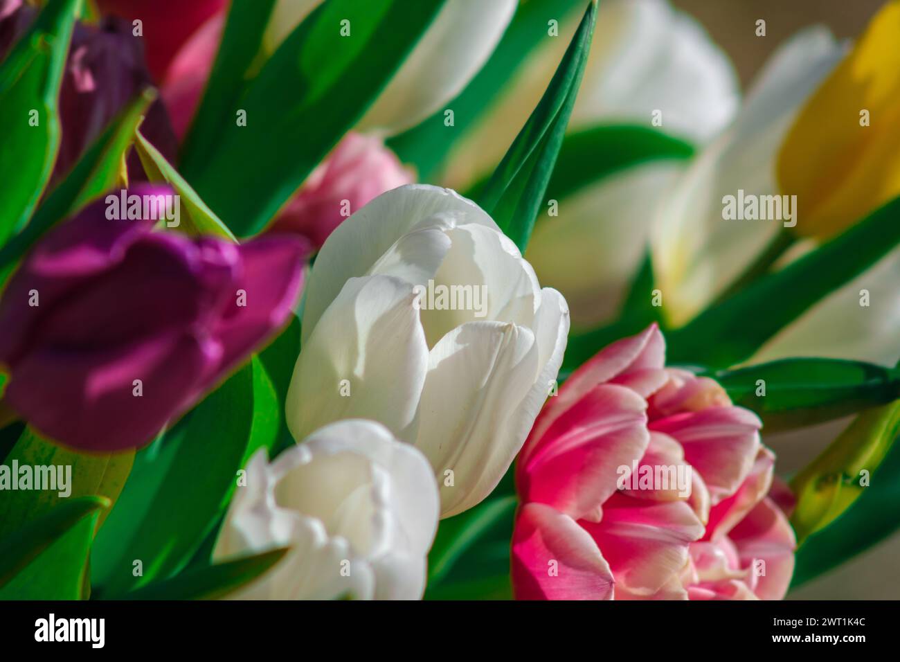 In the garden's embrace, tulips dance in the sunlight, their petals ...