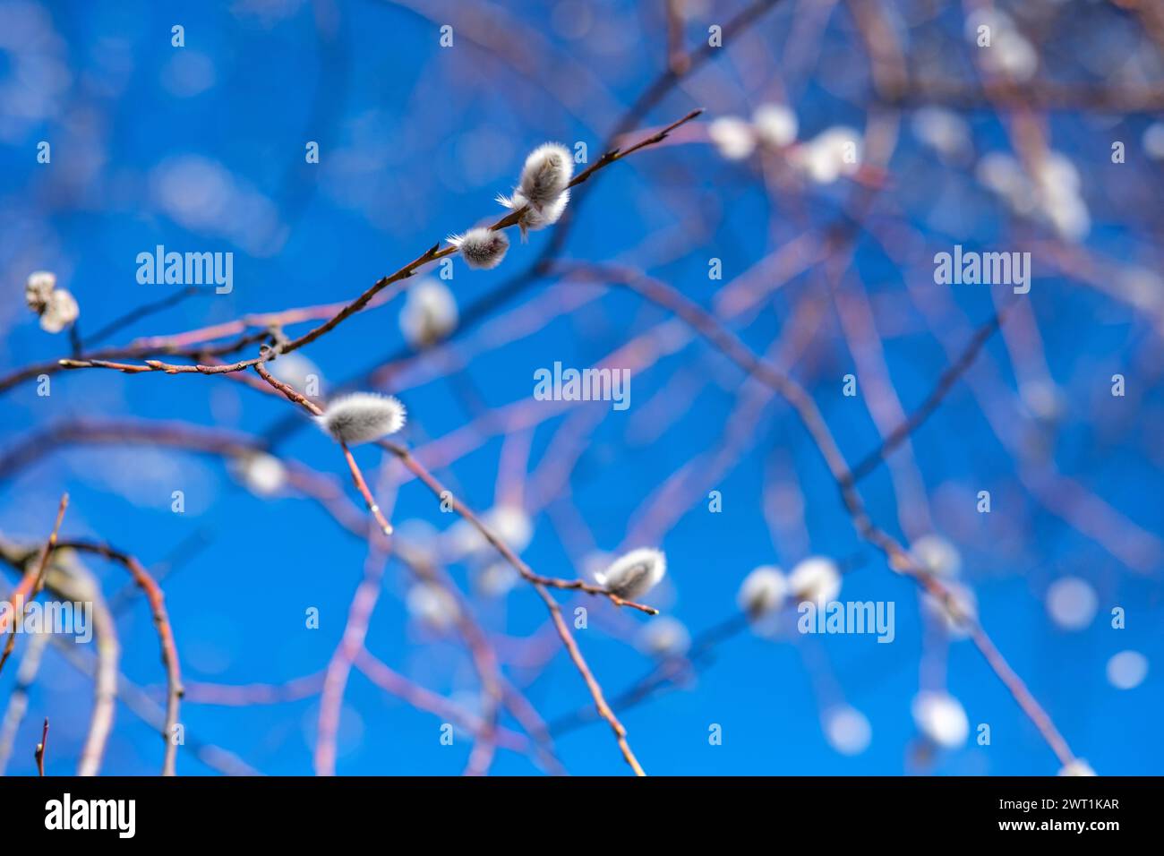 Salix Caprea, the willow tree, stands tall against the backdrop of a ...