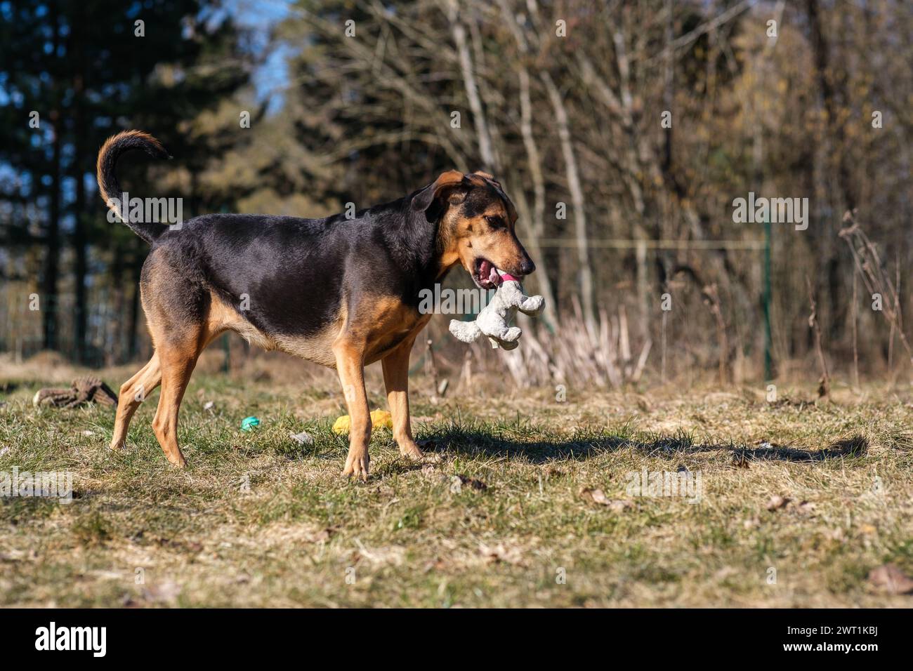 In a moment of sheer contentment, this dog sprawls out, utterly relaxed ...