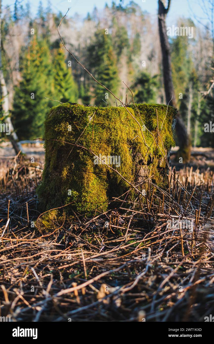 Explore the scenic wonders of Amatas Dabas Taka, where the river flows ...