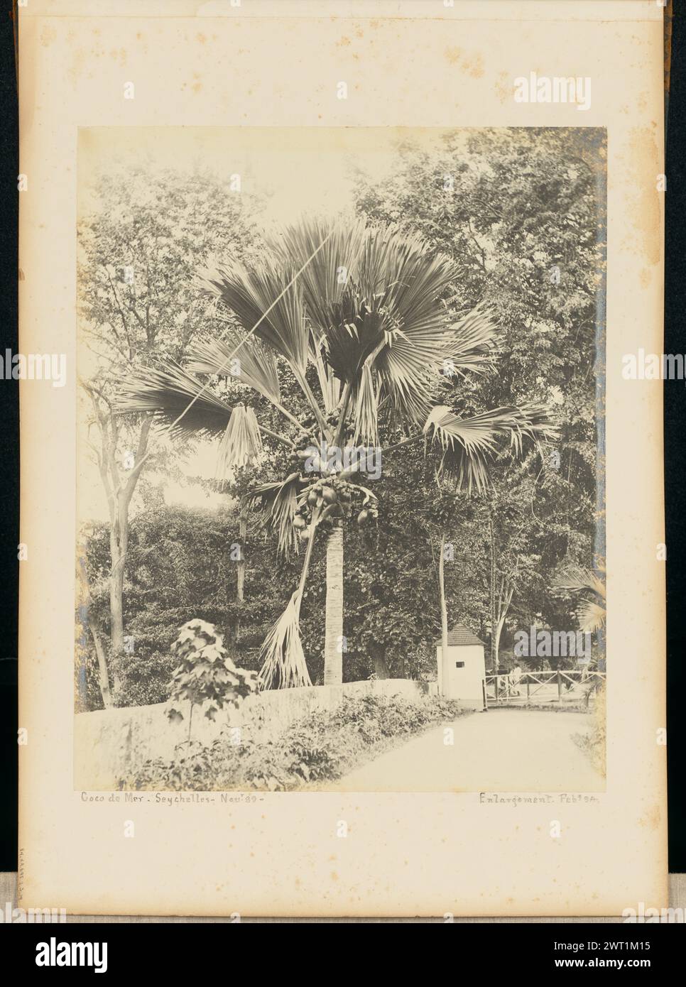 Coco de Mer. Seychelles.. Unknown, photographer negative November 1889 ...