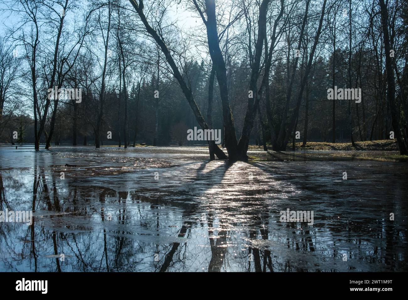In the heart of Latvian wilderness, the Gauja River's fury is unleashed ...