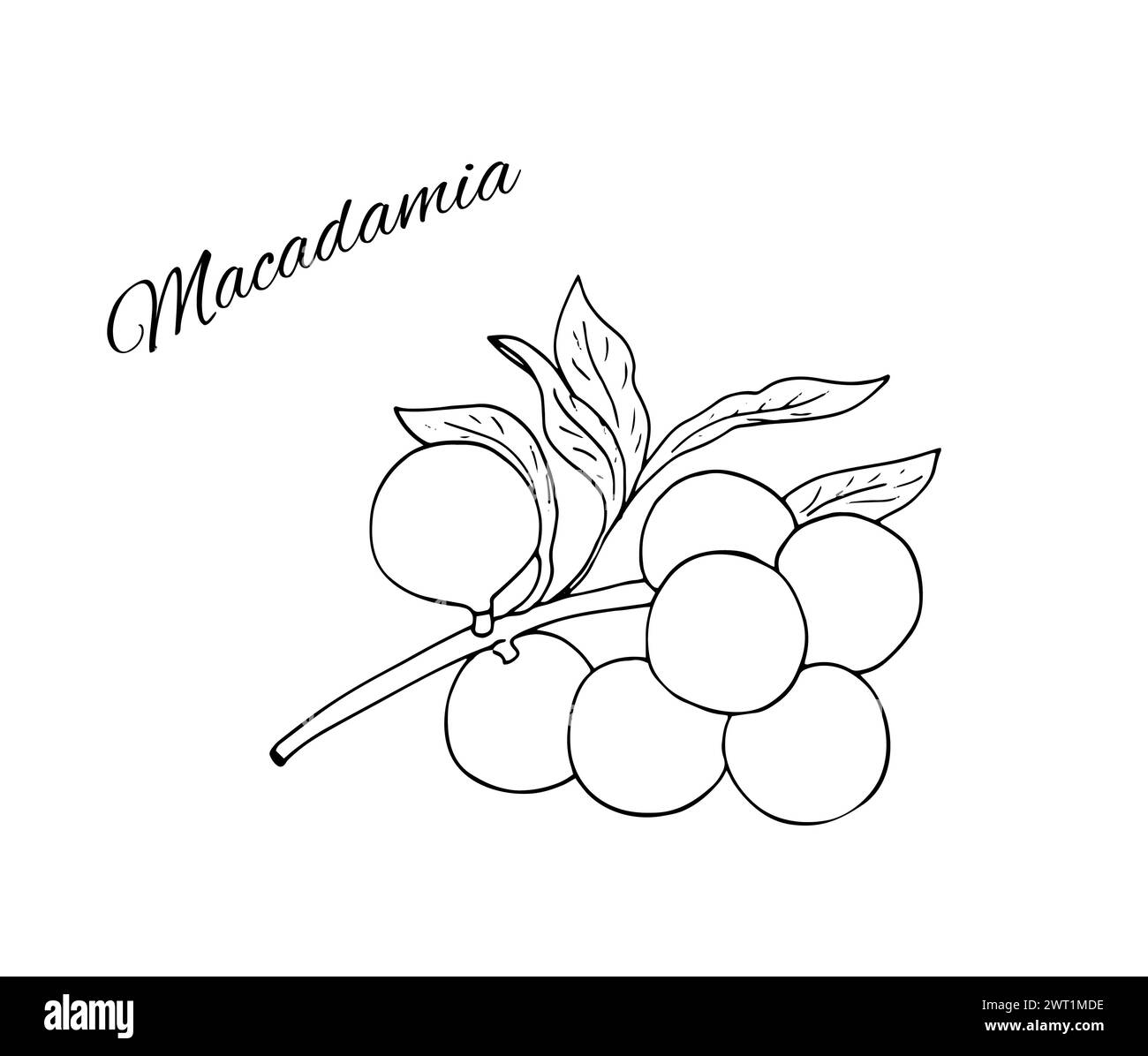 Hand-drawn Macadamia branch with nuts and leaves. Vector botanical ...