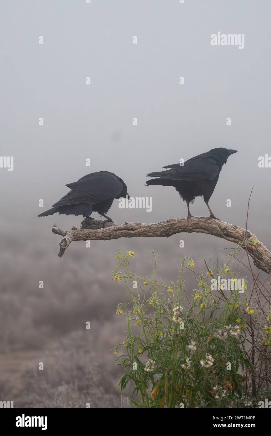 Common raven in full flight hi-res stock photography and images - Alamy