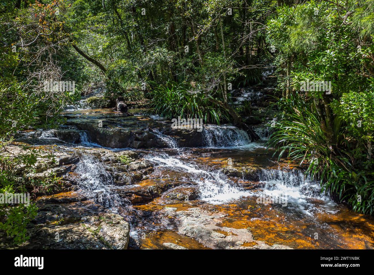 Small Stream with Cascade and Waterfalls in Rainforest of Springbrook ...