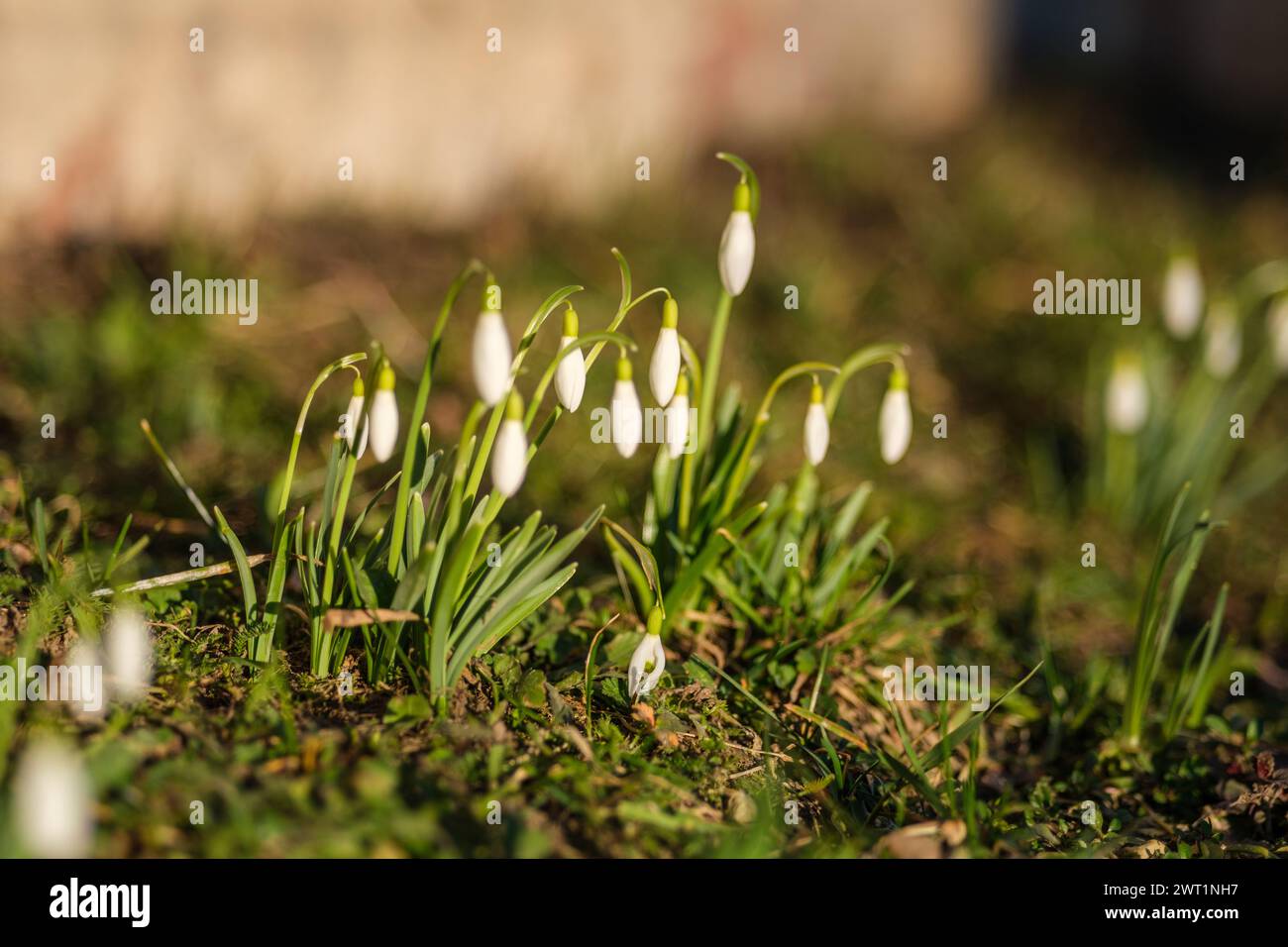 Latvia's meadows burst with the delicate beauty of snowdrops, a sight ...