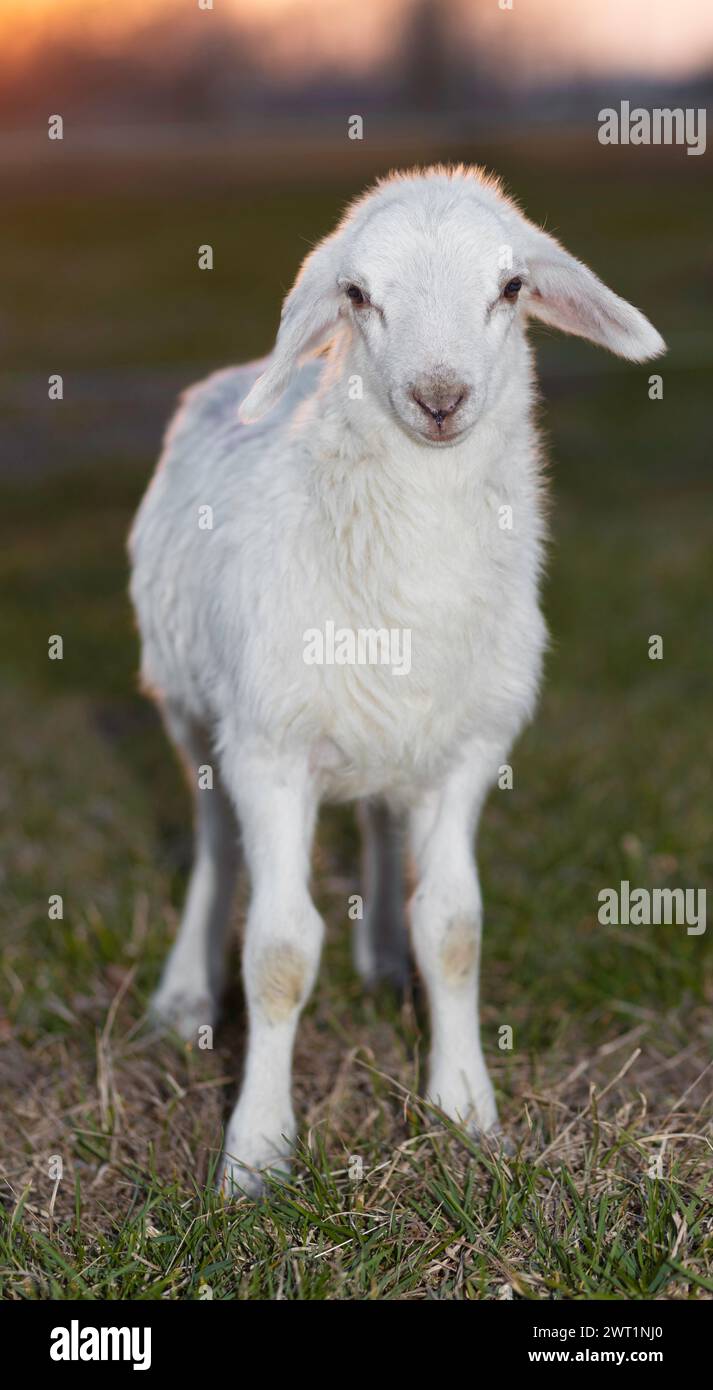 Orange glow in the sky behind a white Katahdin sheep lamb on a green ...