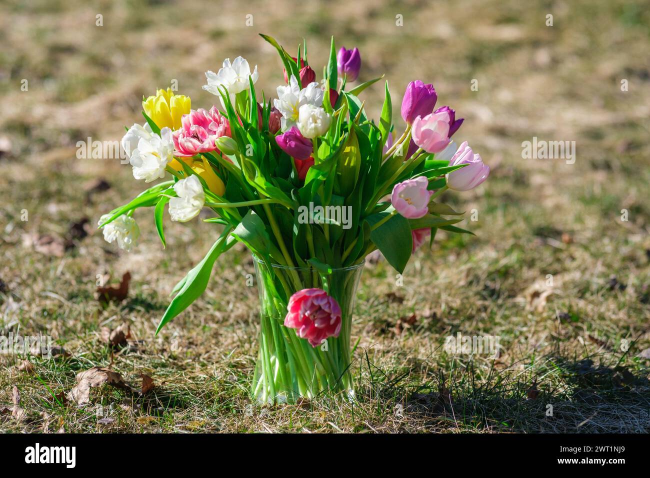 Sun-drenched tulips dazzle with their vibrant colors, a breathtaking ...