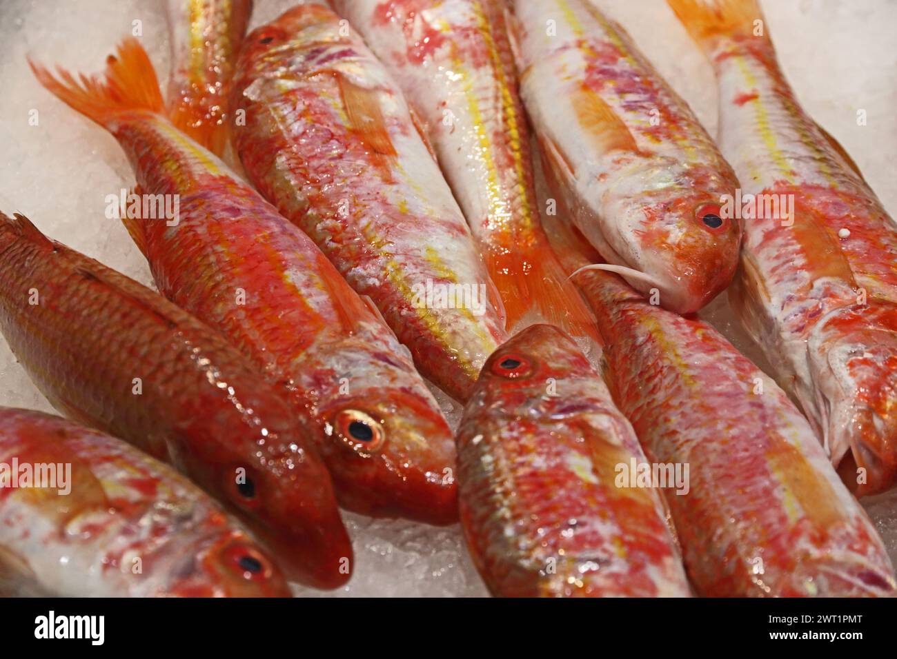 Red Mullet on fishmongers stall, Palma Stock Photo - Alamy