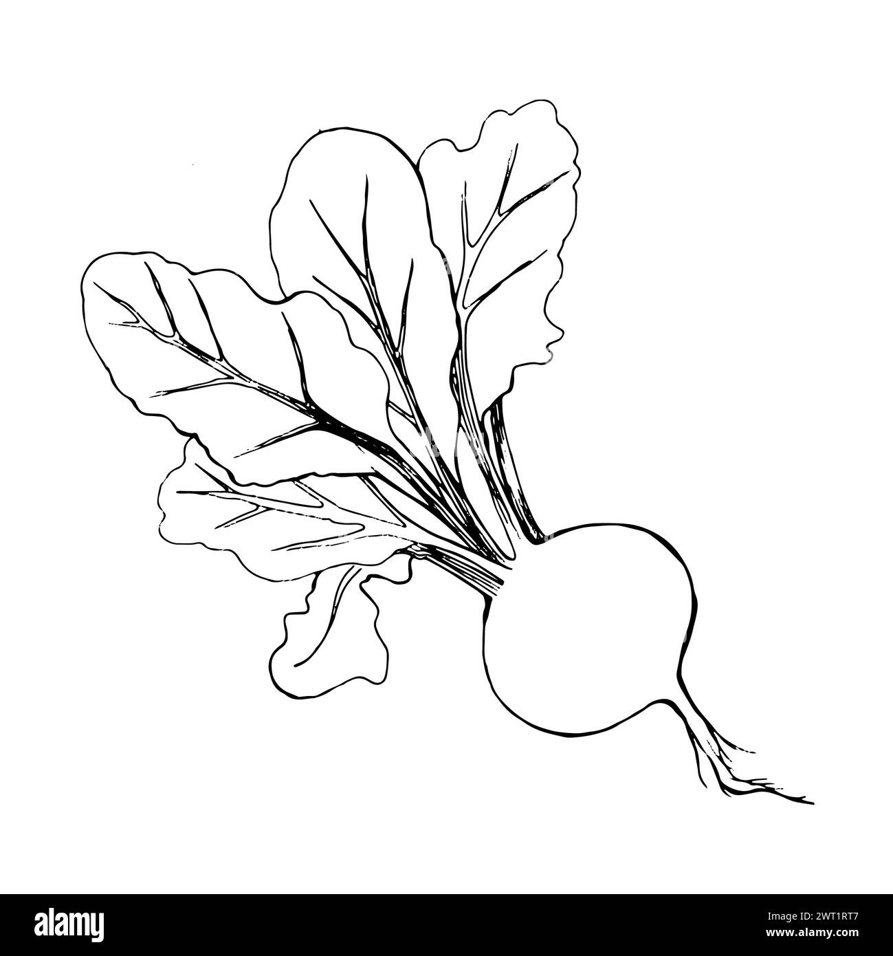 Vector illustration. Beetroot with tops drawn in black outline in ...
