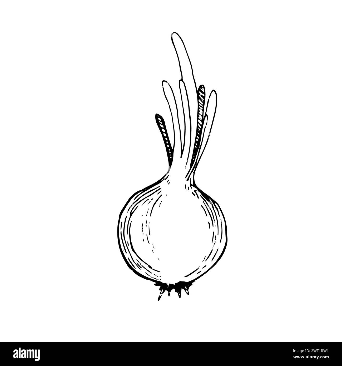 Onion vegetable Black and White Stock Photos & Images - Alamy