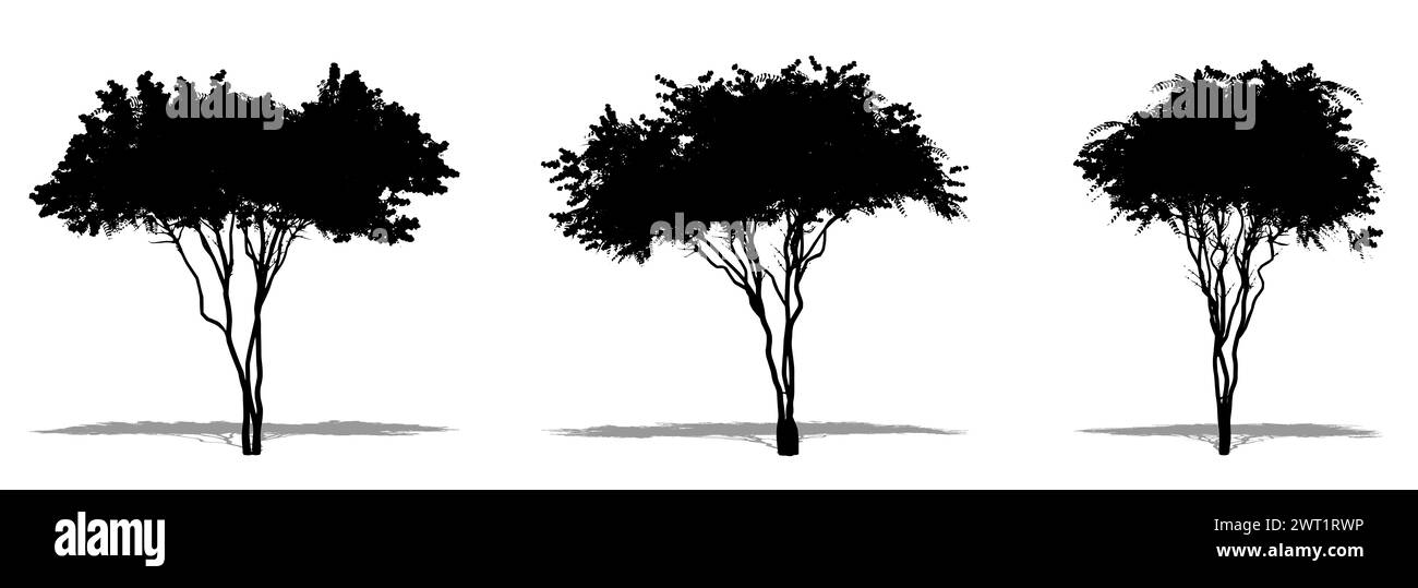 Set or collection of Crape Myrtle tree as a black silhouette on white ...