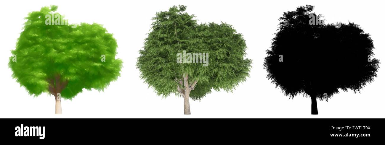 Set or collection of Neem trees, painted, natural and as a black ...