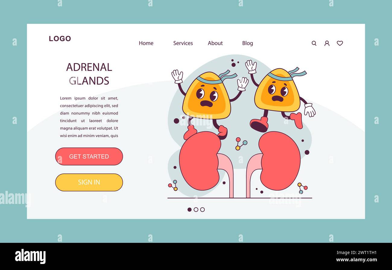 Endocrine system organ. Human gland function. Adrenal gland. Human ...