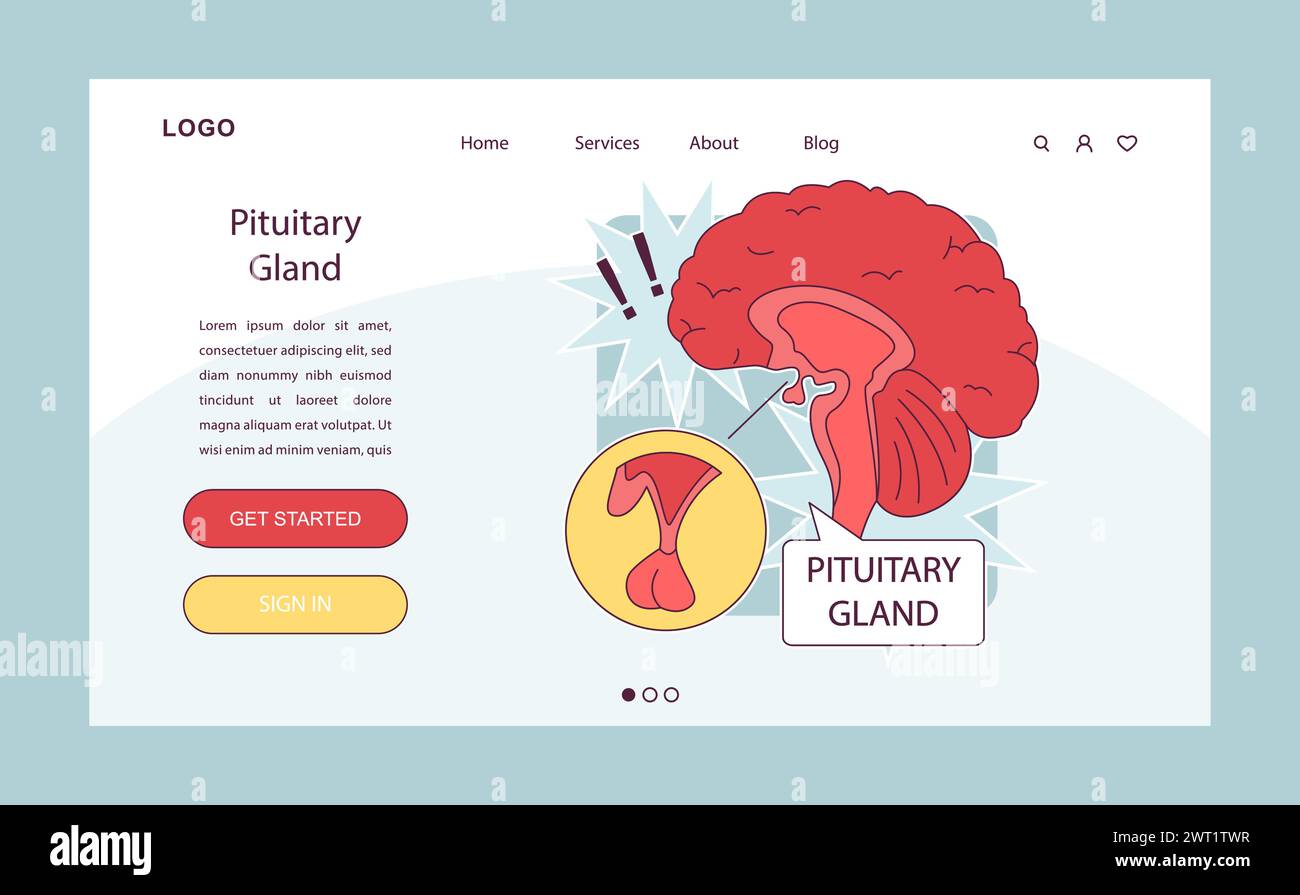 Pituitary gland anatomy. Human endocrine system, brain and hypothalamus ...