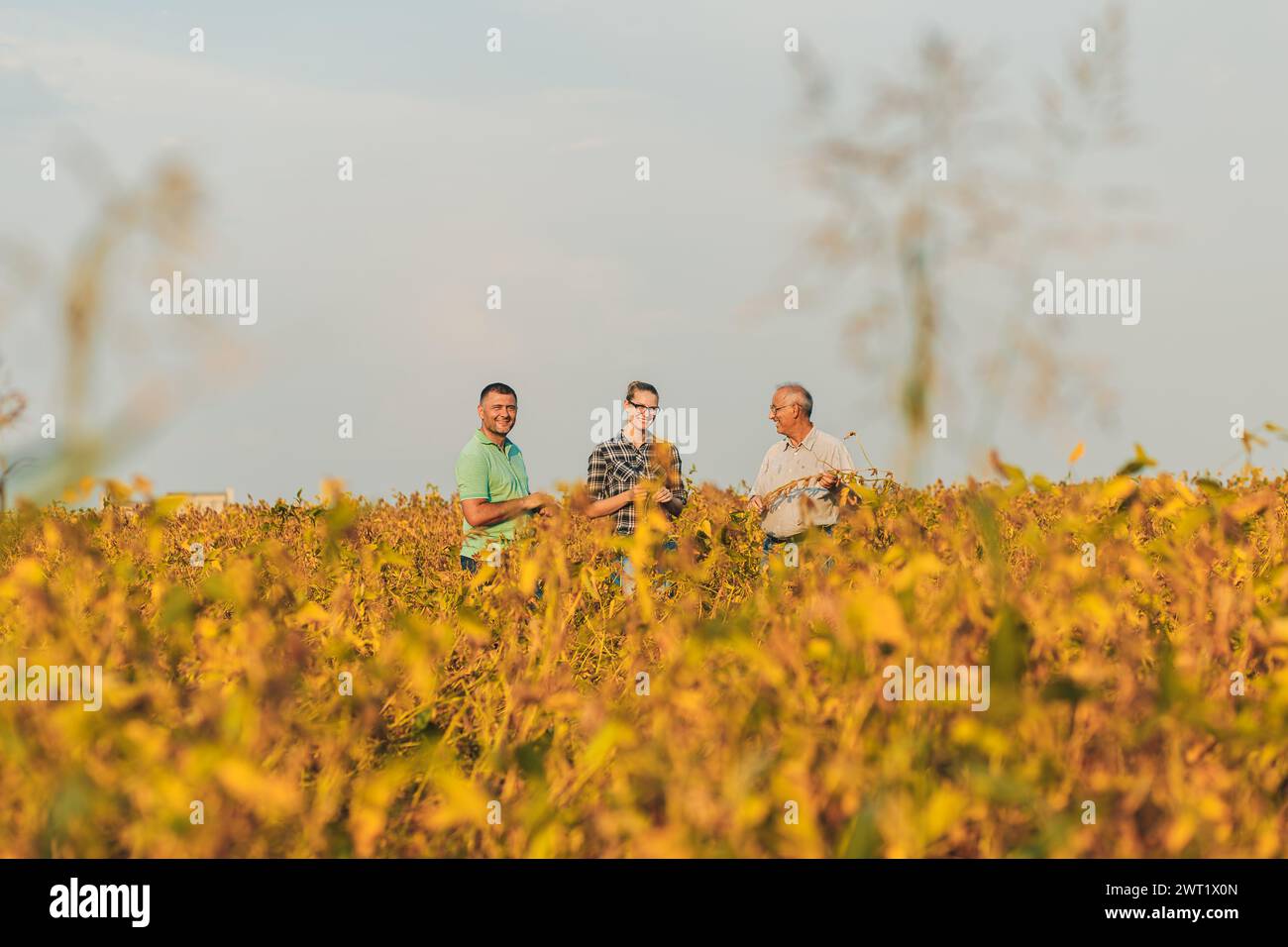 Group of farmers standing in a field examining soybean crop before ...