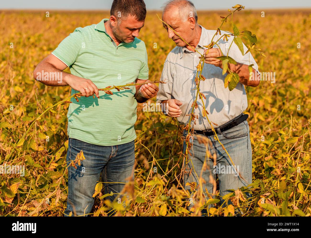 Two farmers standing in a field examining soybean crop before ...