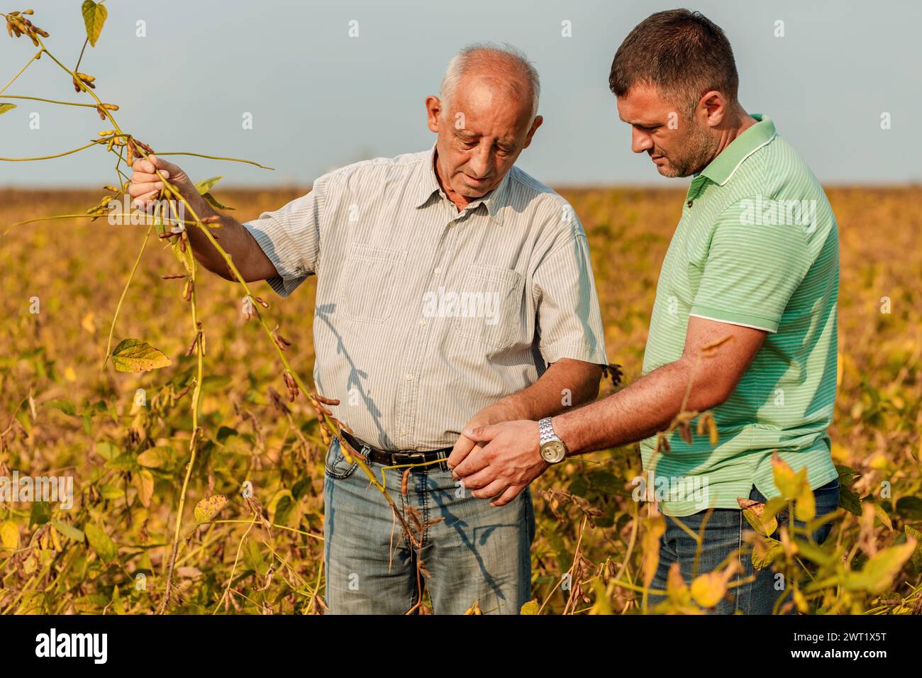 Two farmers standing in a field examining soybean crop before ...