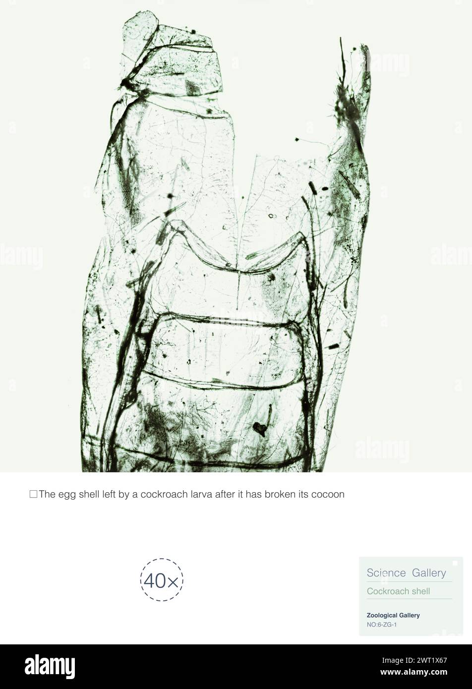 Hatching physiology hi-res stock photography and images - Alamy