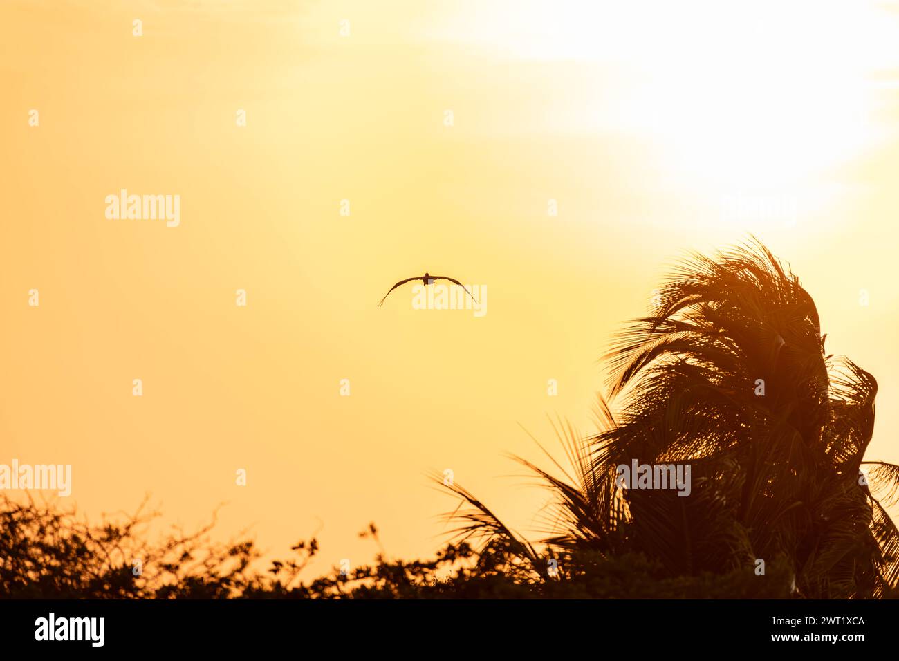 Flying past trees hi-res stock photography and images - Alamy