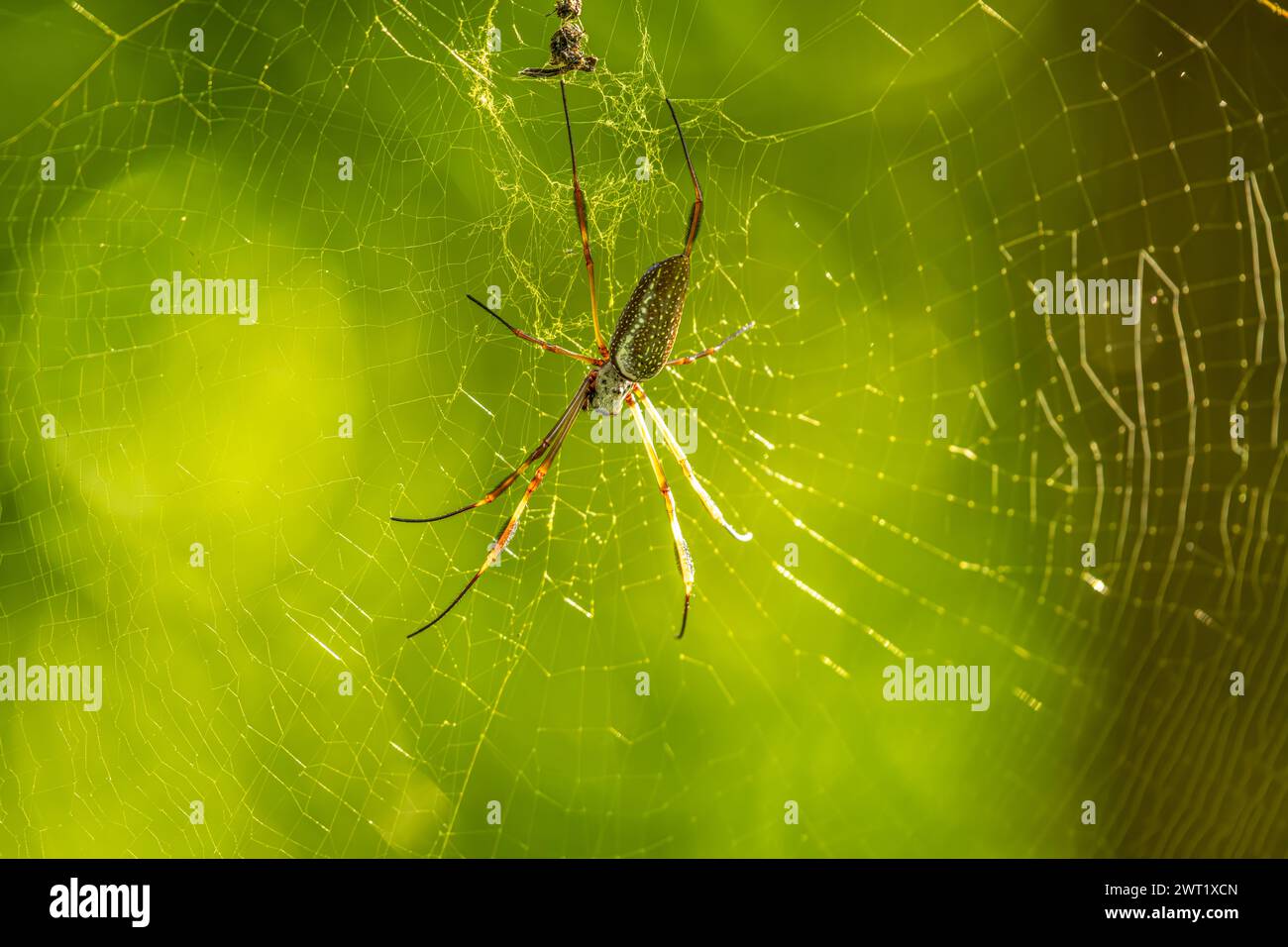 Predator of other spiders hi-res stock photography and images - Alamy