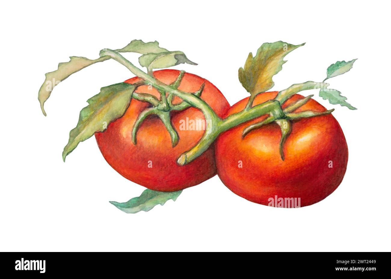 A couple of fresh tomatoes on the vine. Traditional watercolor ...