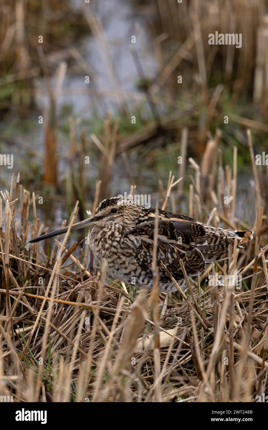 Common Snipe (Gallinago gallinago) hiding in cut Common Reed ...