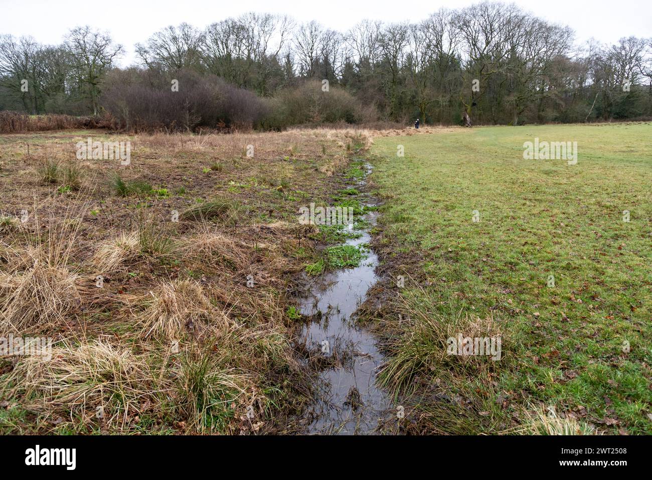 14th March 2024, Conservation volunteers in action at Wet Meadows ...