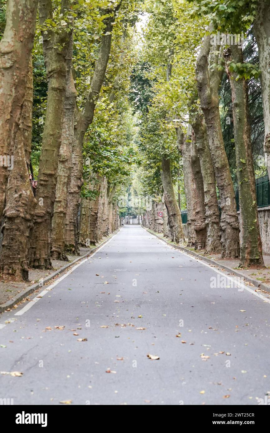 Road with plane trees in Beykoz, Istanbul City, Turkiye Stock Photo - Alamy
