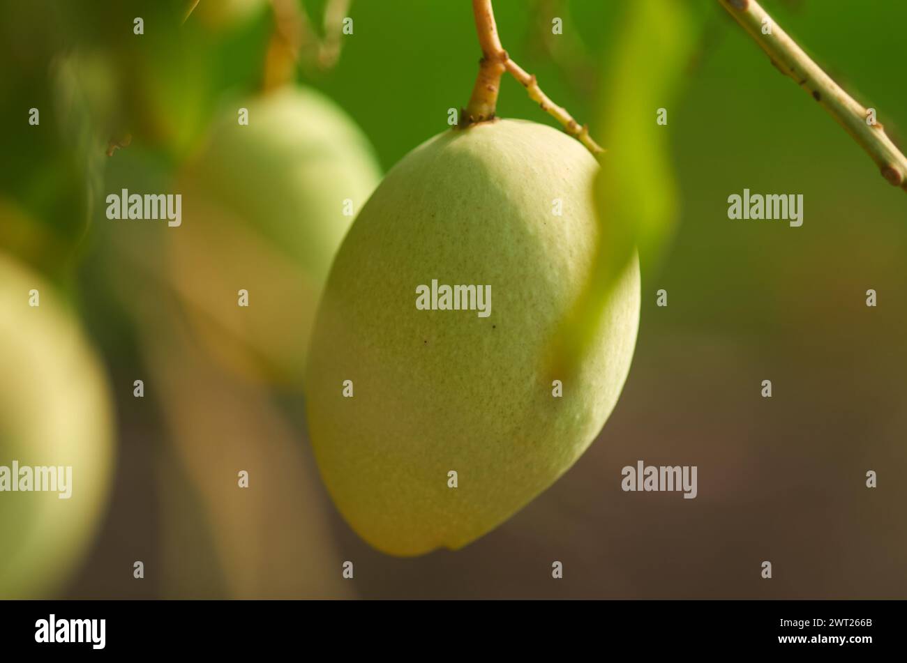 Green mango fruit on the tree in the garden Stock Photo - Alamy