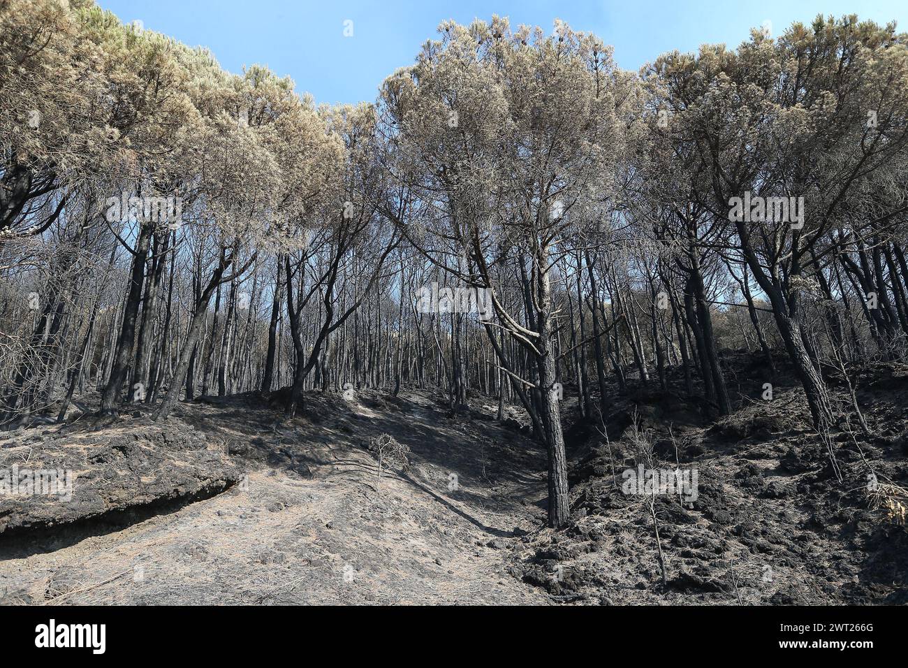 Environmental disaster on Vesuvius. After the vast fire began on eleven ...