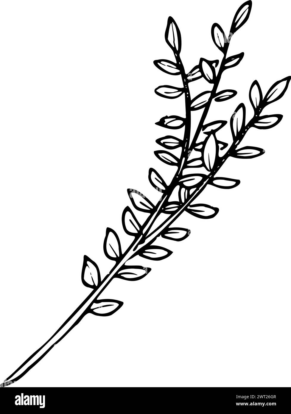 Vector simple Branch. Plant in doodle style painted by black ink ...