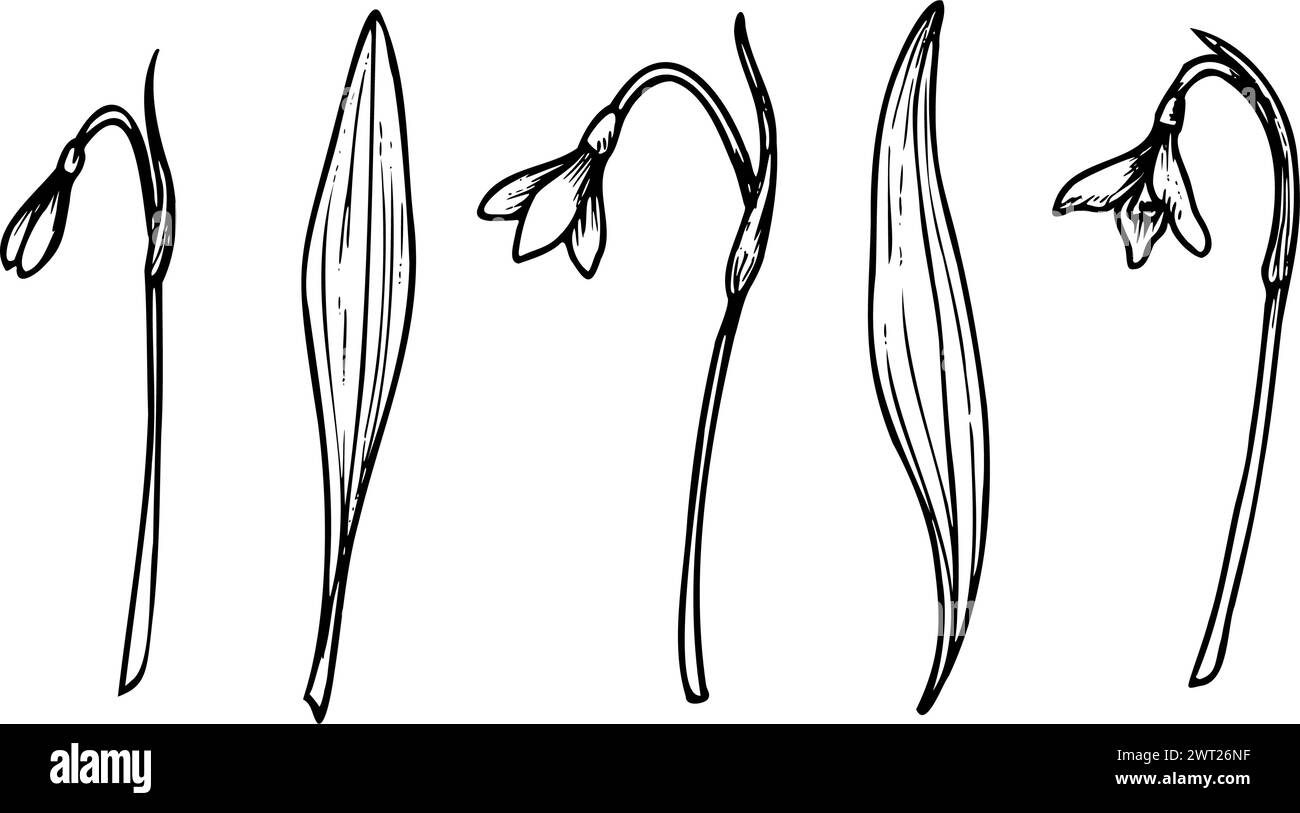 Snowdrops vector illustration. Spring blooming flowers. Linear drawing ...