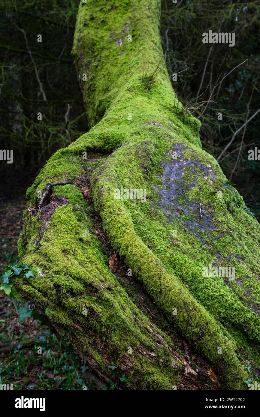 Woodland creation wales hi-res stock photography and images - Alamy