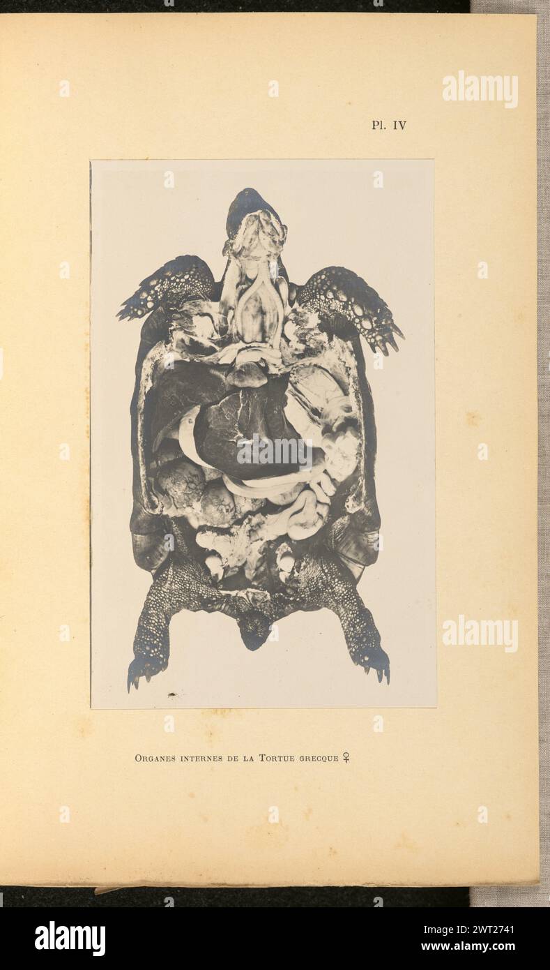 Organes internes de la Tortue grecque femelle. A.-L. Donnadieu ...
