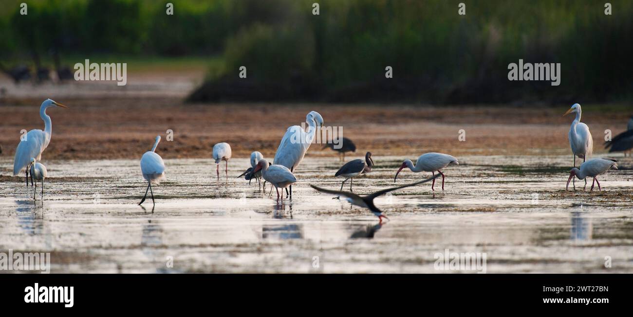 Shore Birds gather too feed in a mud flat on Ocracoke Island North ...