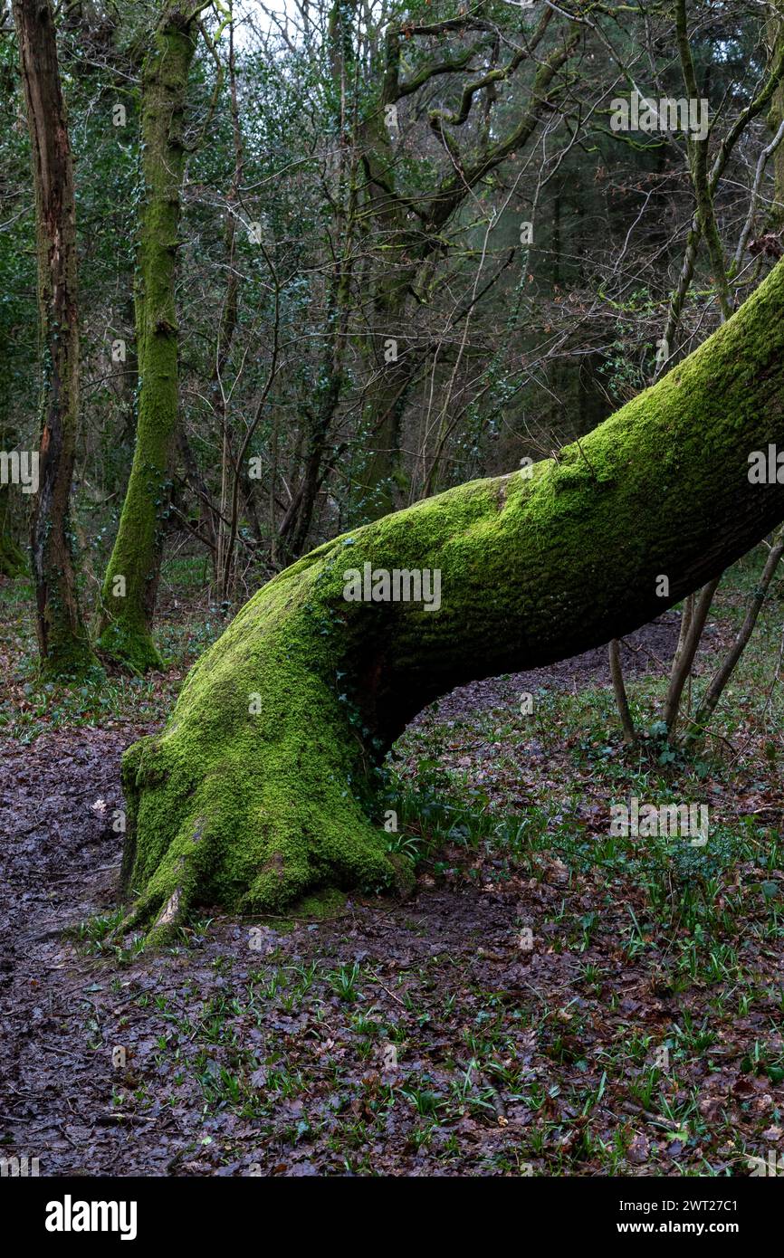 Woodland creation wales hi-res stock photography and images - Alamy