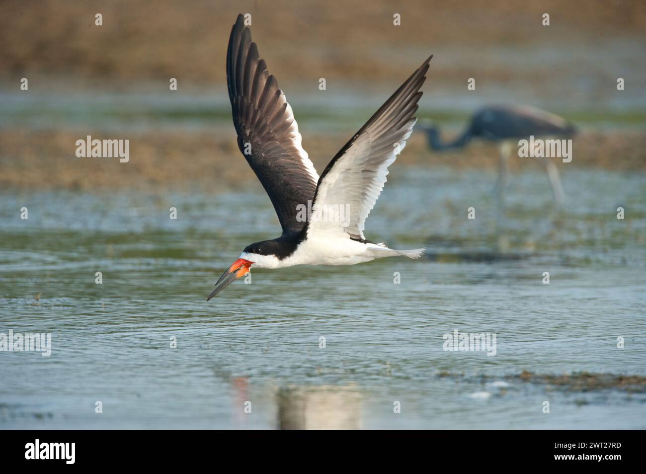 Black Skimmer :: Rynchops niger Stock Photo - Alamy