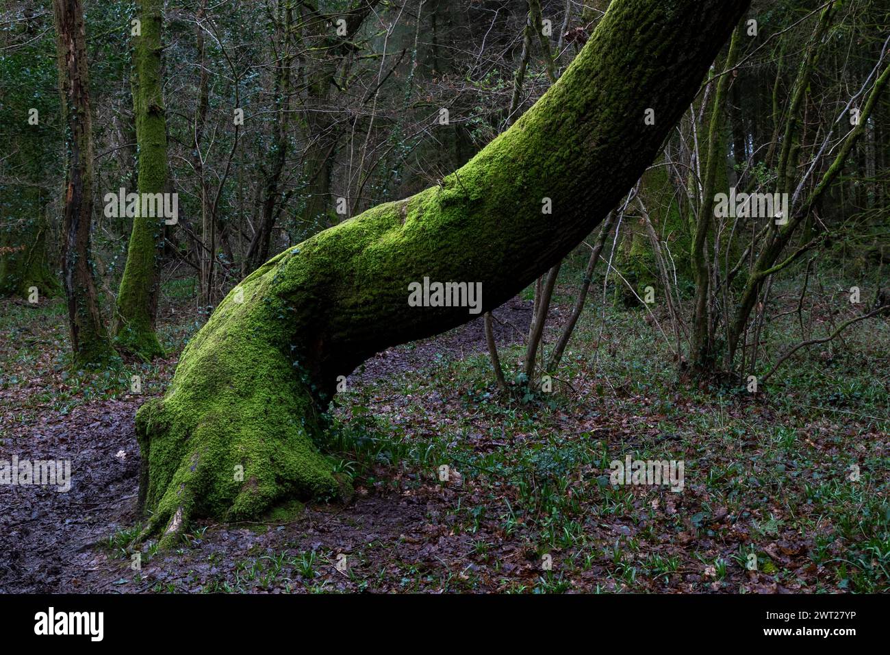 Woodland creation wales hi-res stock photography and images - Alamy