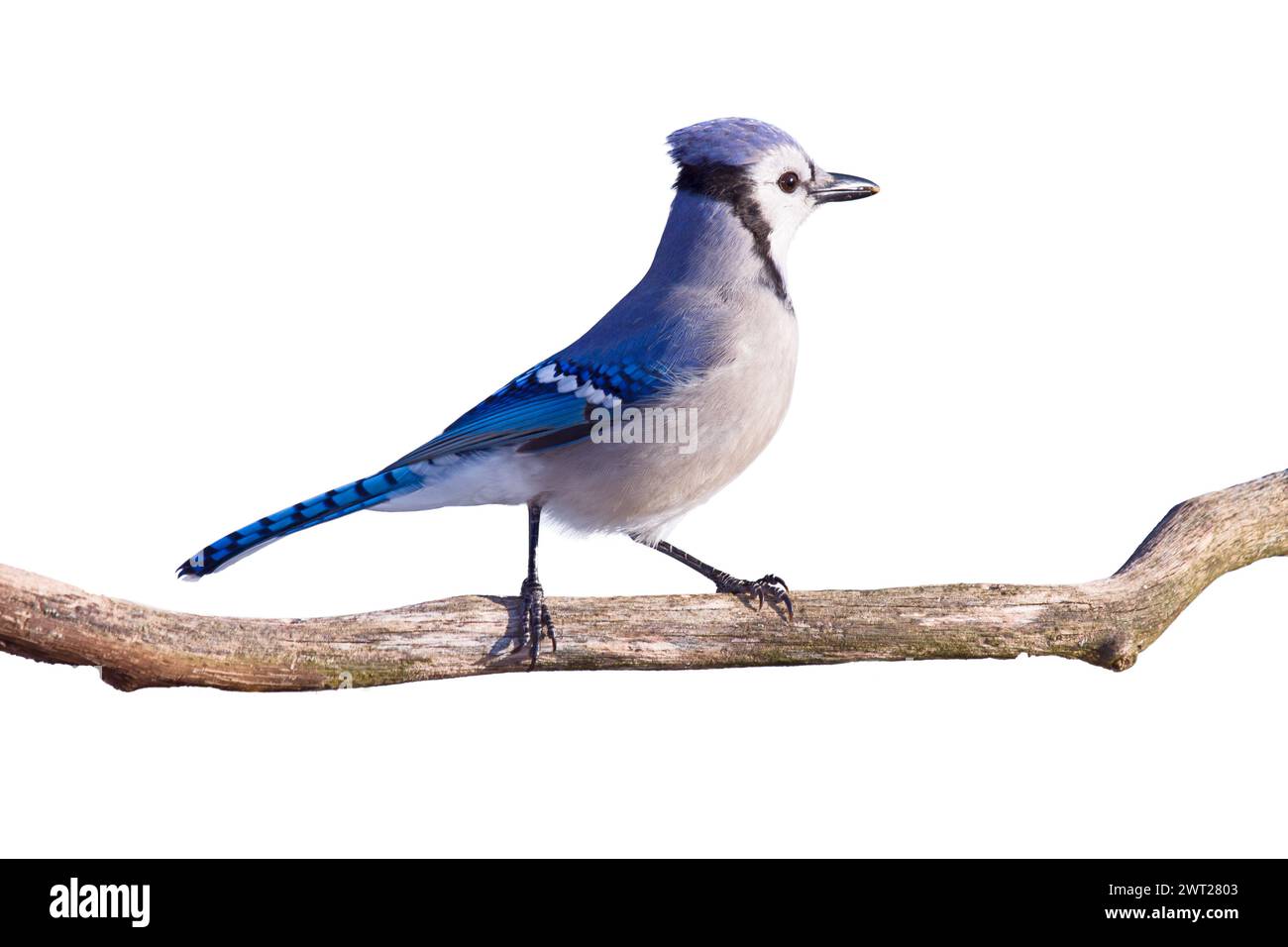 Blue jay profile view Cut Out Stock Images & Pictures - Alamy