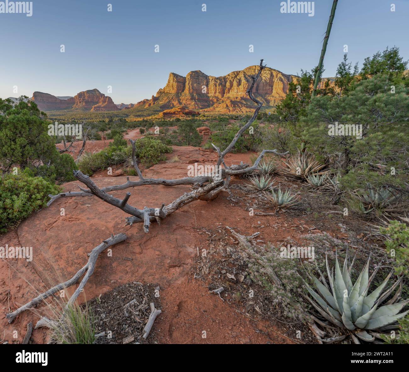 Dead tree with mountains in the background in the sedona hi-res stock ...