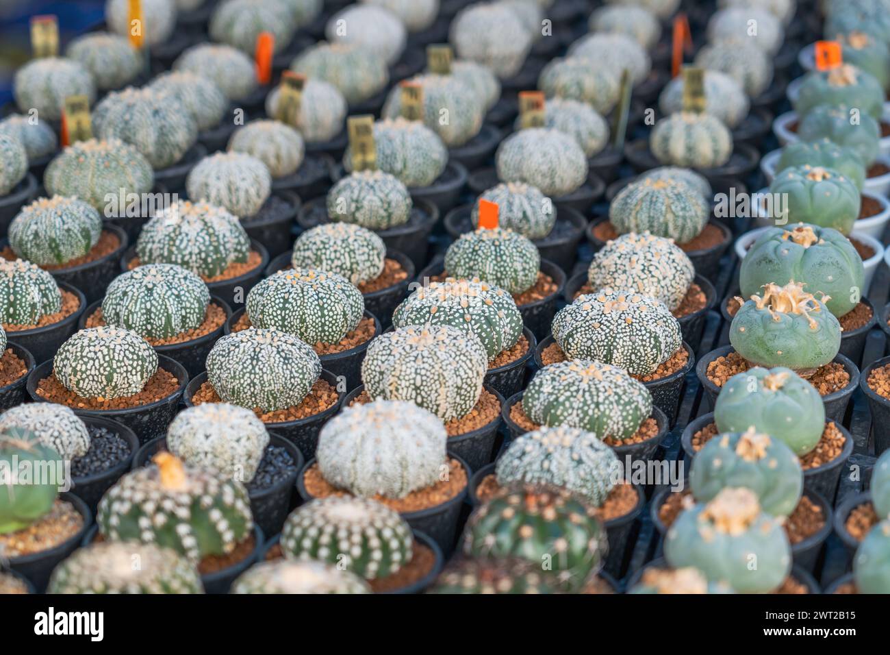 Astrophytum asterias is a species of cactus plant Stock Photo - Alamy