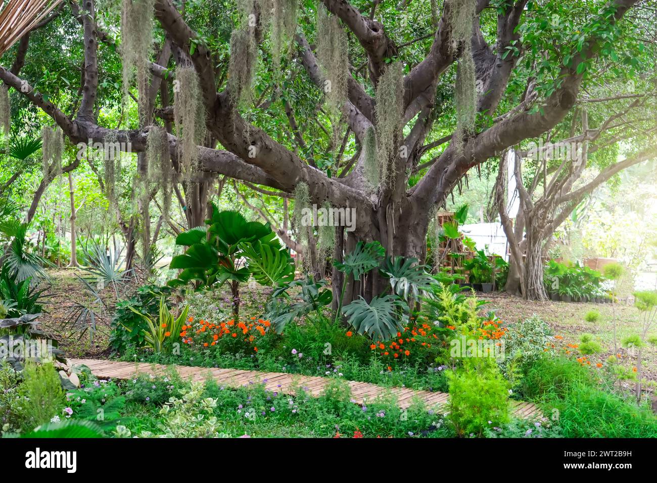 Plant Tillandsia Usneoides in natural Garden on a tropical exotic ficus ...