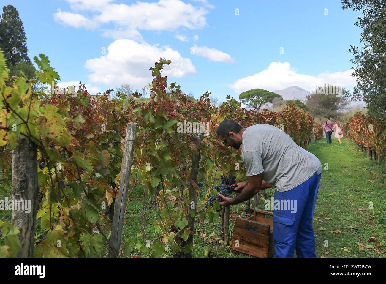 A winegrower at work during the grape harvest in the archaeological ...