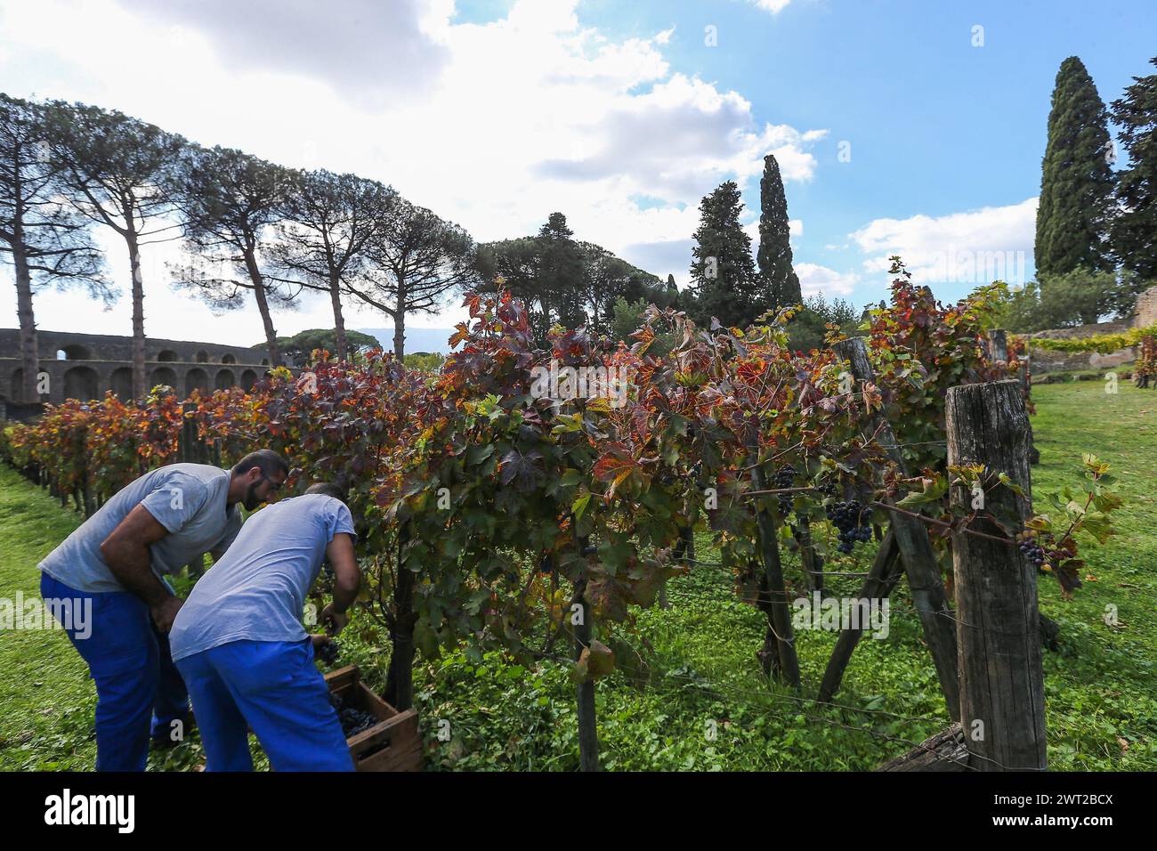 A winegrower at work during the grape harvest in the archaeological ...
