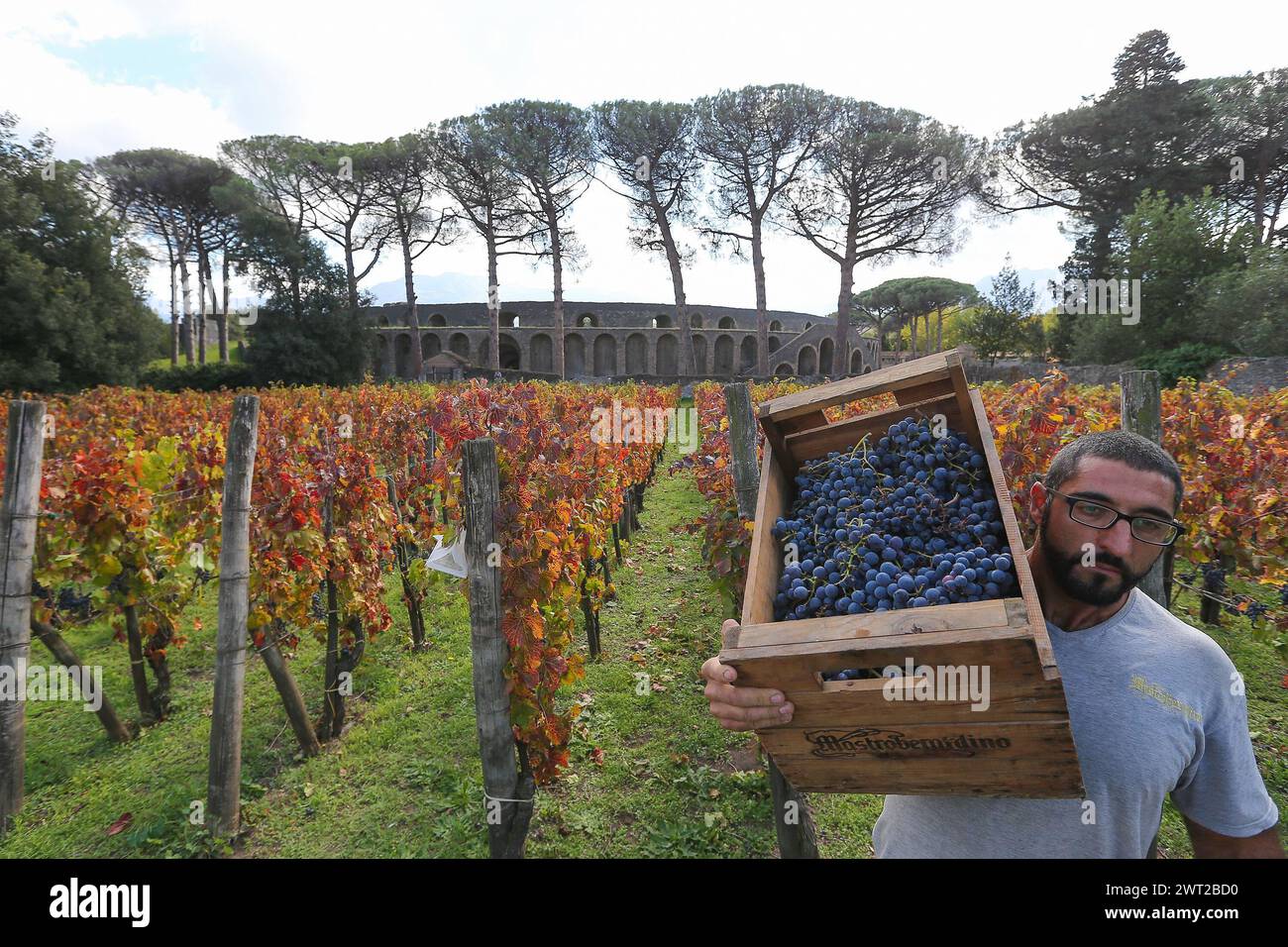 A winegrower with a tray of grapes during the grape harvest in the ...